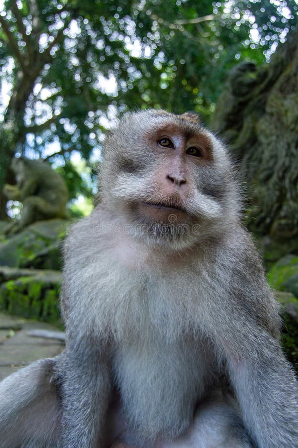 Vertical Closeup Shot of a Cute White-fronted Capuchin Stock Photo ...