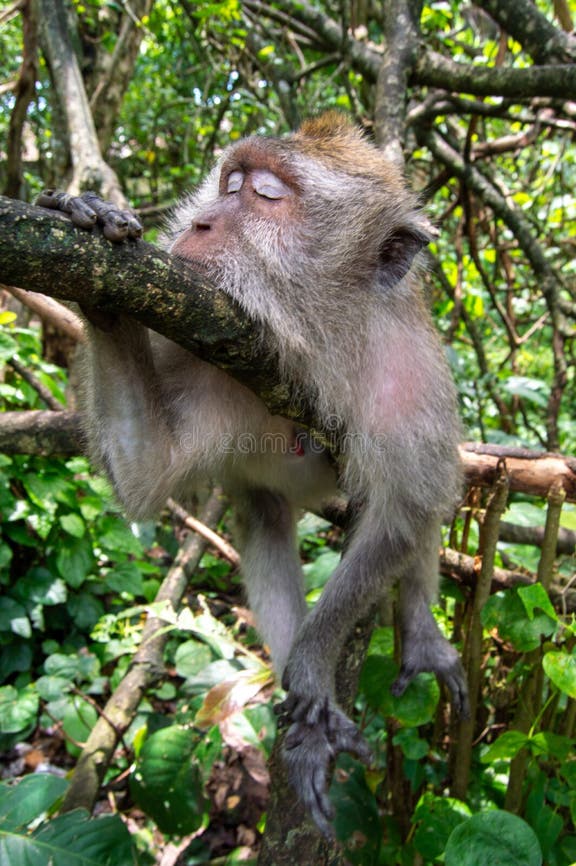 Vertical Closeup Shot of a Cute White-fronted Capuchin Sleeping on a ...