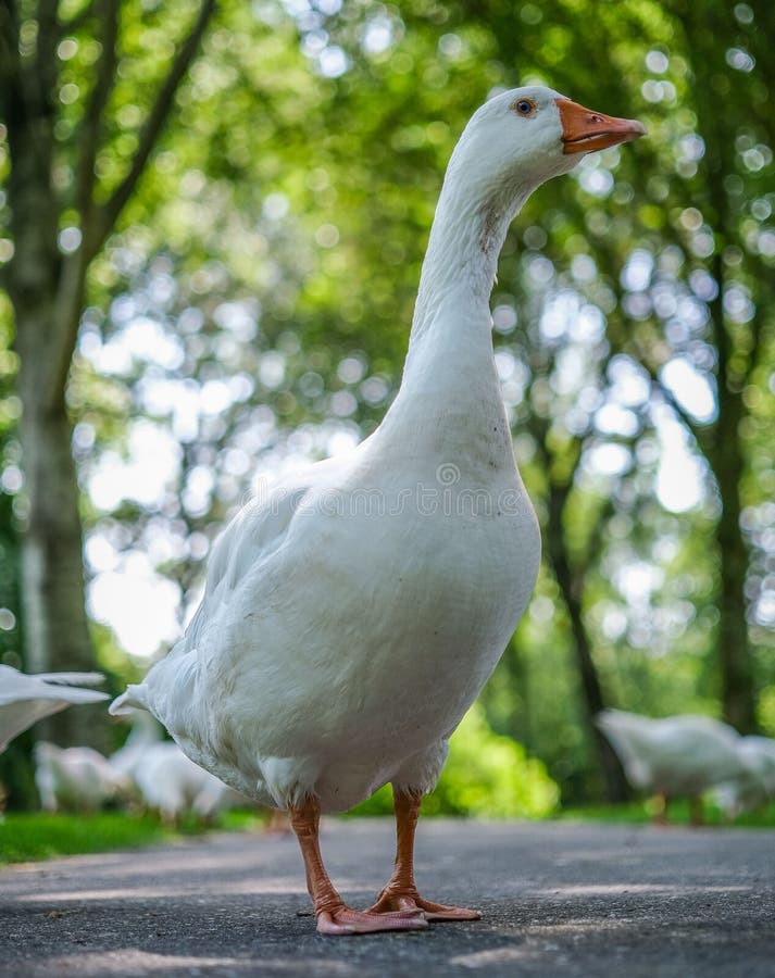 Vertical Closeup Shot of a Cute White Goose with a Yellow Beak Looking ...