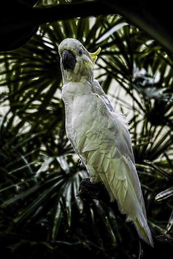 White Parakeet or Parrot on Tree Branch. Stock Photo - Image of parrot ...
