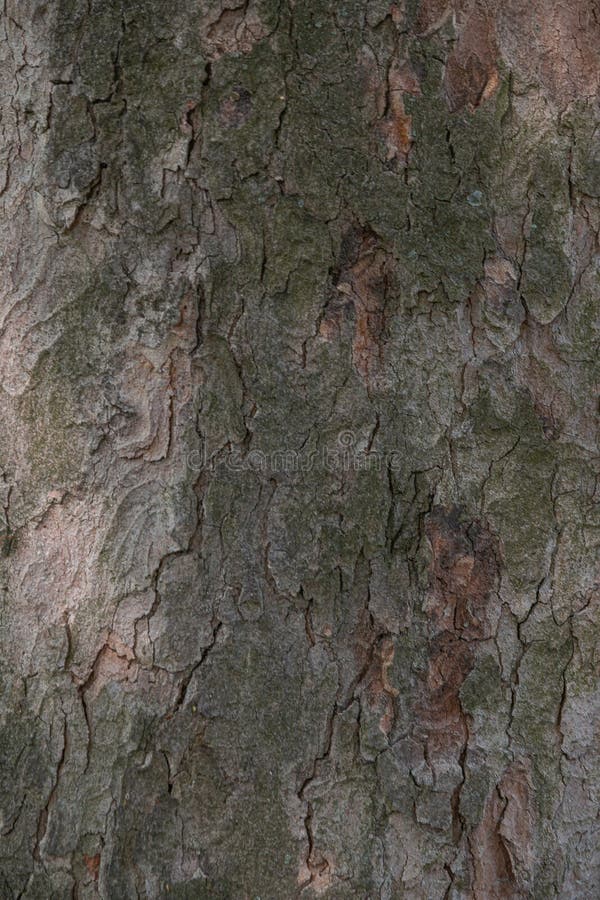 Vertical Closeup Shot of Dark Bark Texture Stock Image - Image of ...