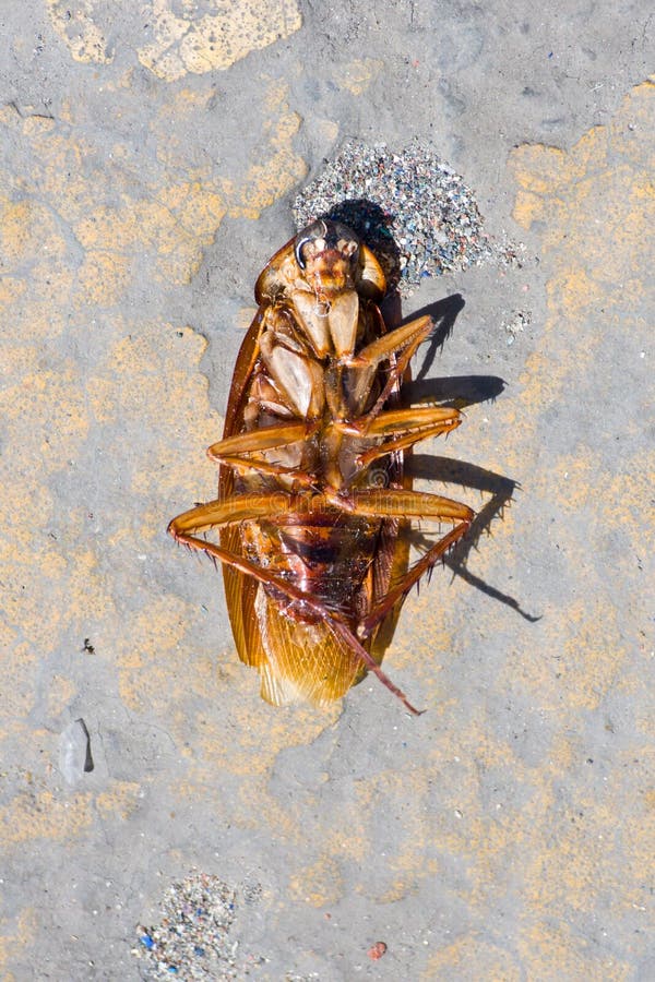Vertical Closeup Shot of a Dead Cockroach on the Road Stock Photo ...