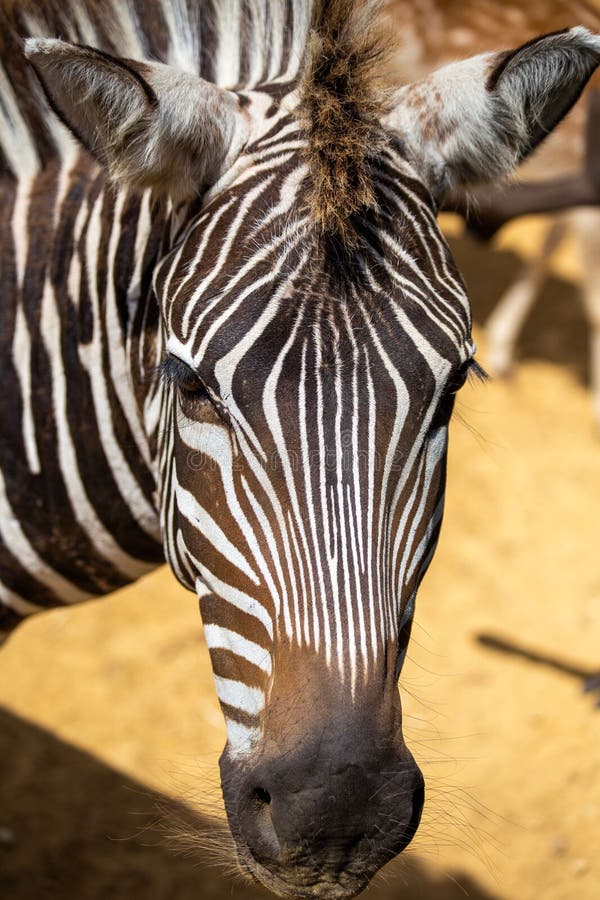 Vertical Closeup Shot of Details on a Beautiful Zebra Face Stock Image ...
