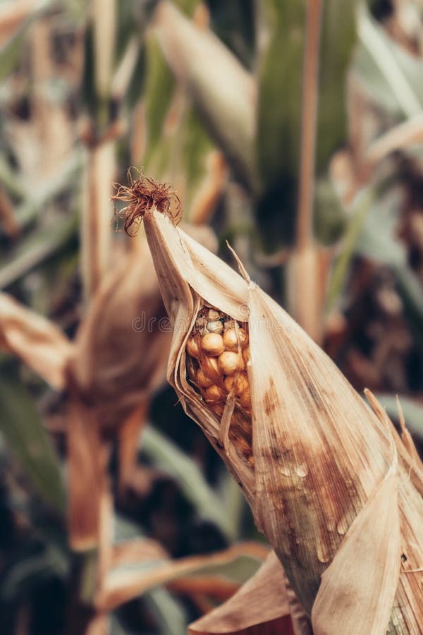 Vertical Closeup Shot of the Details of Fresh Growing Corn Stock Photo ...