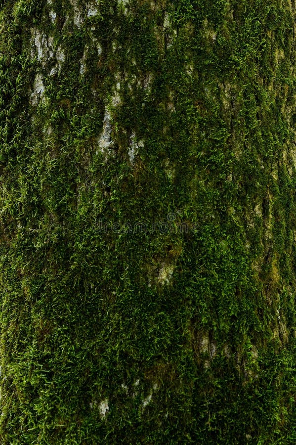 Vertical Closeup Shot of Details on Green Tree Moss Stock Image - Image ...