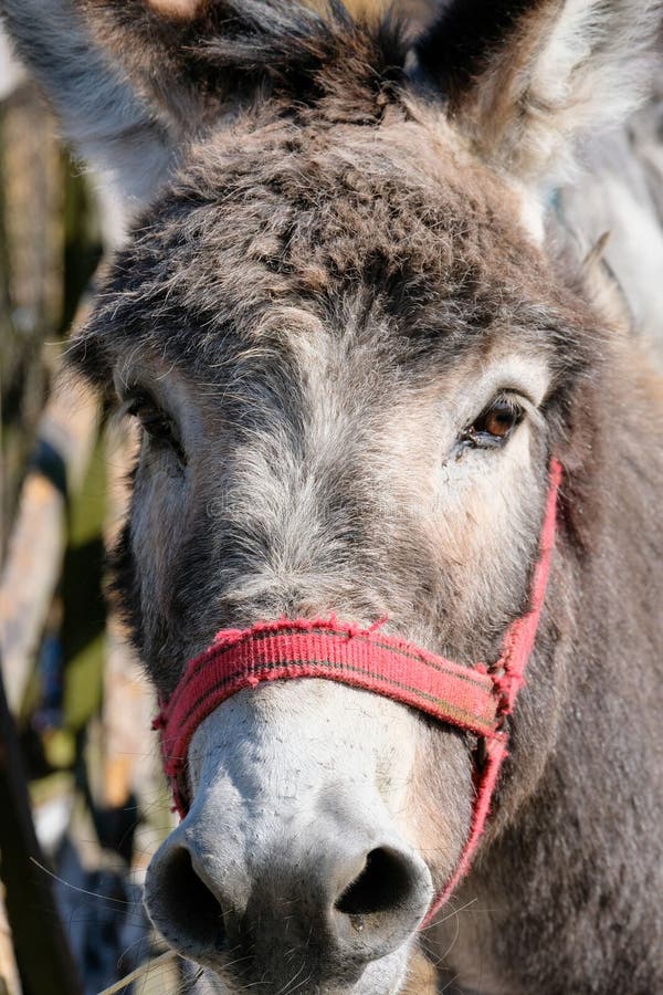 Vertical Closeup Shot of a Donkey with a Red Muzzle Stock Photo - Image ...