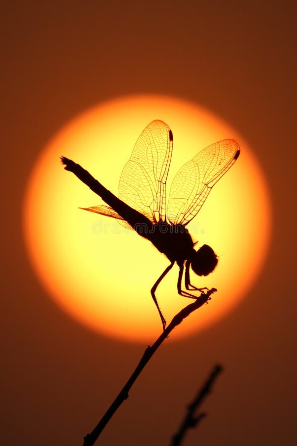 Vertical Closeup Shot of the Dragonfly Silhouette with the Sun on the ...