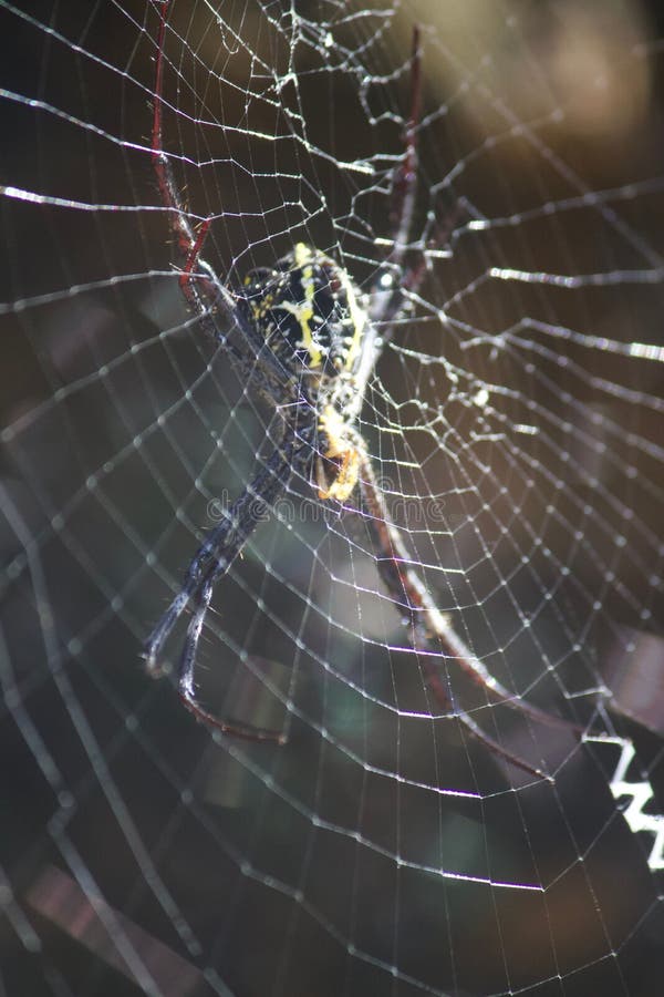 Vertical Closeup Shot of an Exotic Spider Weaving a Web Stock Image ...