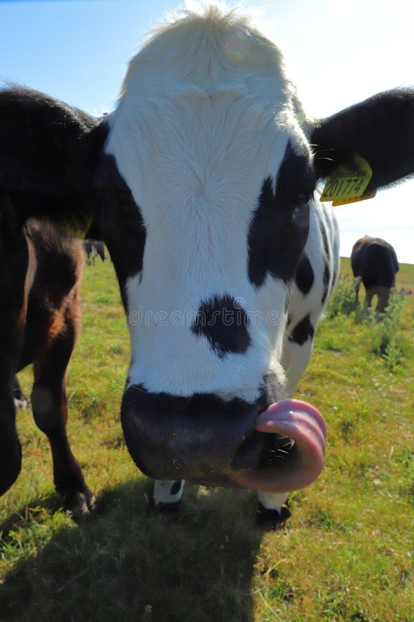 Vertical Closeup Shot of the Face of a Dairy Cattle Cow on a Grass ...