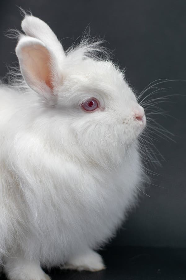 31,783 Fluffy White Rabbit Photos - Free & Royalty-Free Stock Photos ...