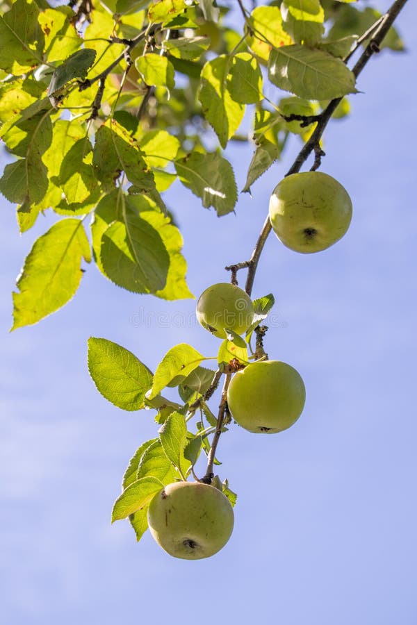 Vertical Closeup Shot of Fresh Green Apples Growing on Tree Branches ...