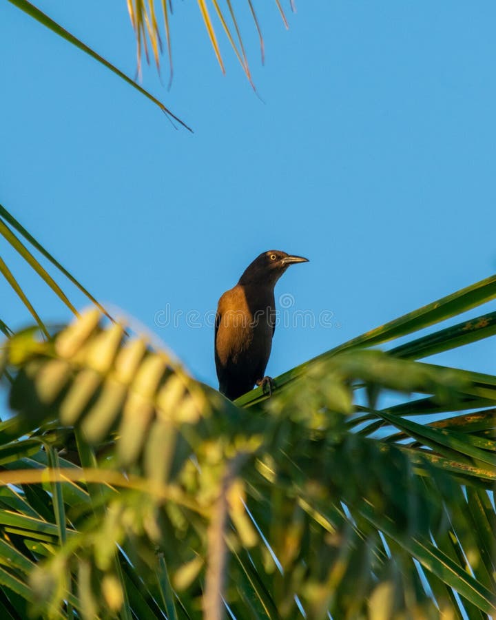Vertical Closeup Shot of a Grackles Bird Standing on a Tree Branch ...