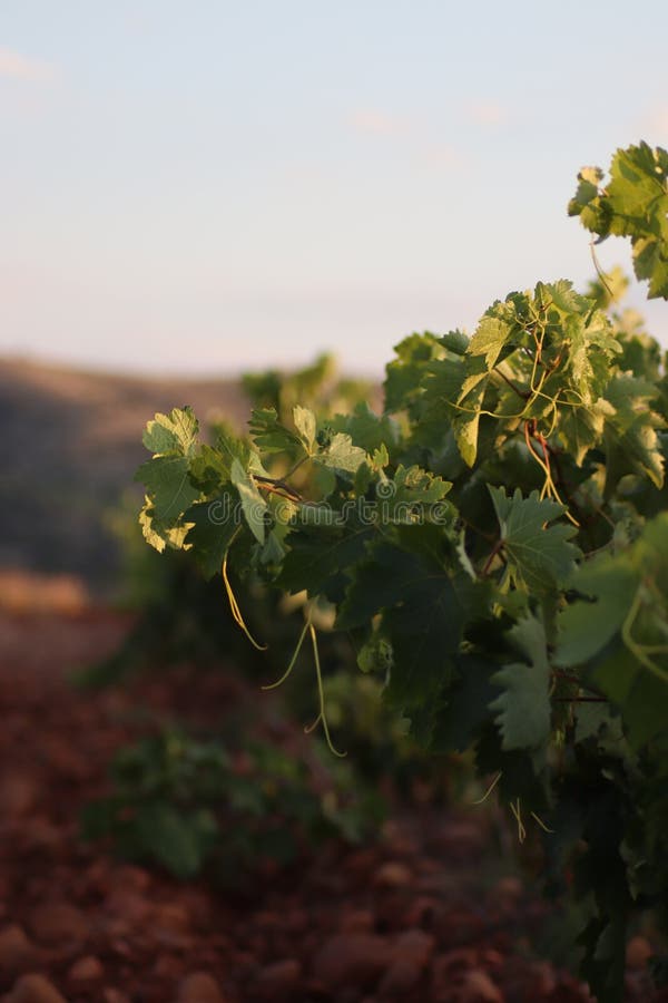Vertical Closeup Shot of Grape Vines and Leaves in the Vineyard Stock ...