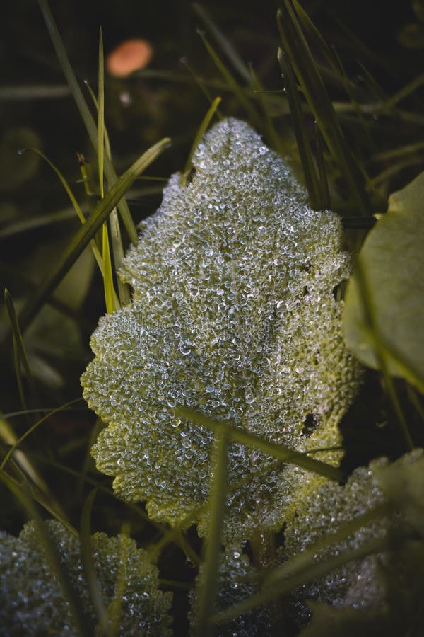 Vertical Closeup Shot of Green Leaf Covered with Trichomes Stock Photo ...
