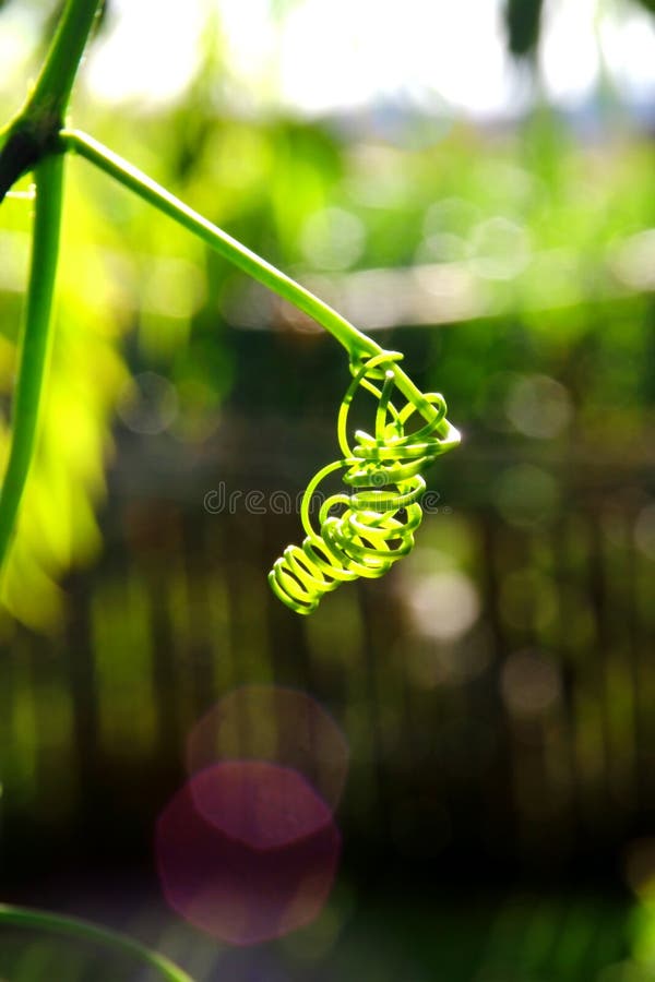 Plant tendril detail stock image. Image of green, wood - 5919949