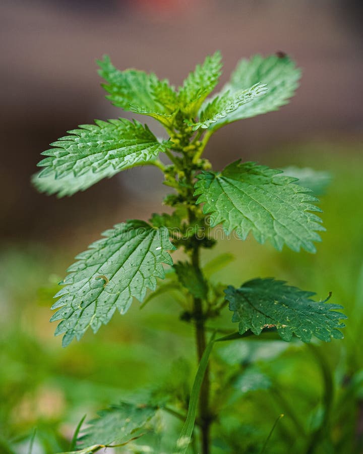 Vertical Closeup Shot of a Green Poison Ivy Plant Stock Image - Image ...