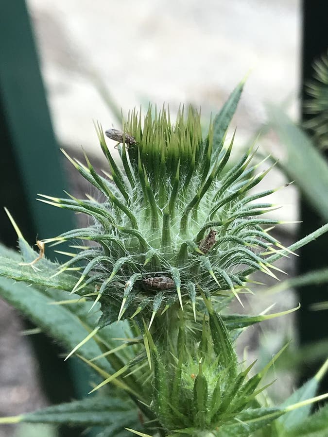 250 Thorned Plant Stock Photos - Free & Royalty-Free Stock Photos from ...