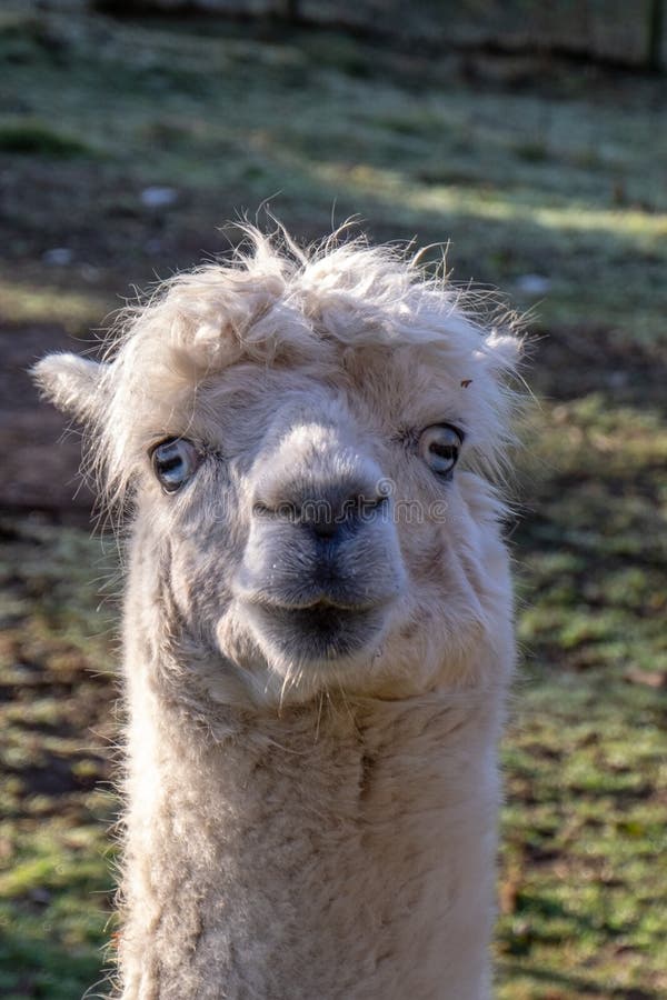 White Lama With Blue Eyes In The Zoo Stock Image - Image of blue, ears ...