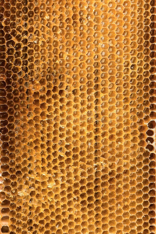 Vertical Closeup Shot of a Honeycomb Full of Honey Stock Photo - Image ...