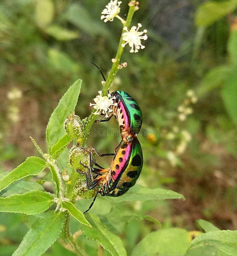 Vertical Closeup Shot of Jewel Bugs Mating on a Plant Stock Image ...