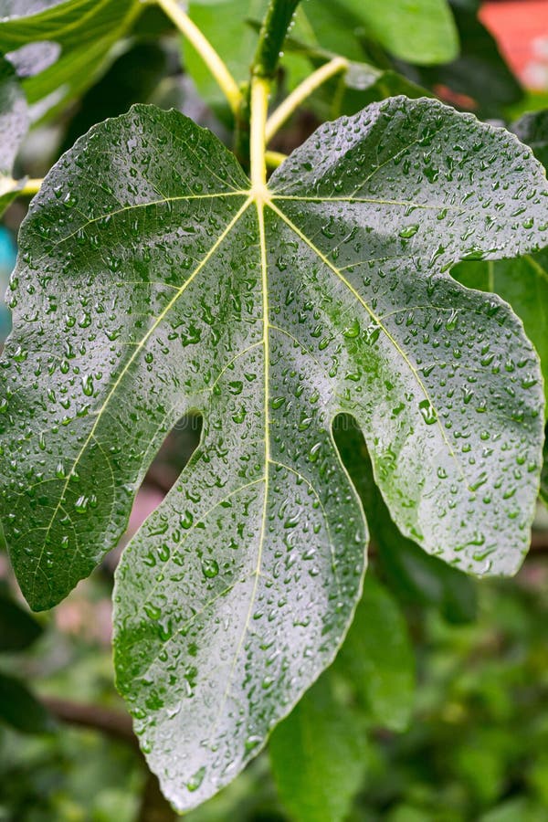 Vertical Closeup Shot of the Leaf of a Fig Tree with Dewdrops on it ...