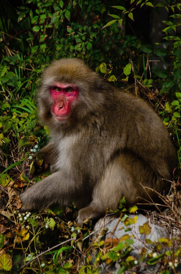 Vertical Closeup Shot of a Monkey in the Middle of a Forest Stock Image ...