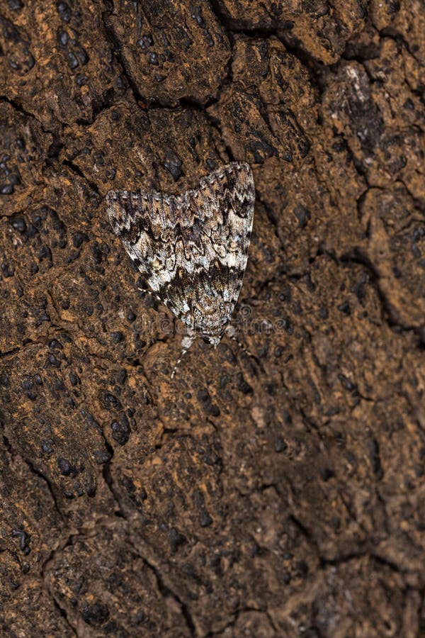 Texture of moth wing stock photo. Image of large, brazil - 204446824