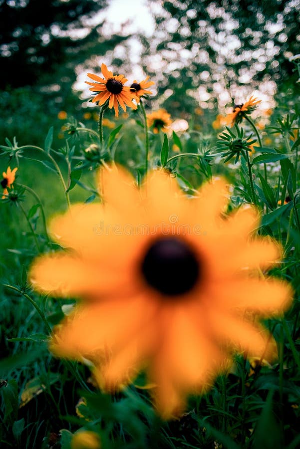 Vertical Closeup Shot of an Orange-petaled Flower Field with a Blurred ...