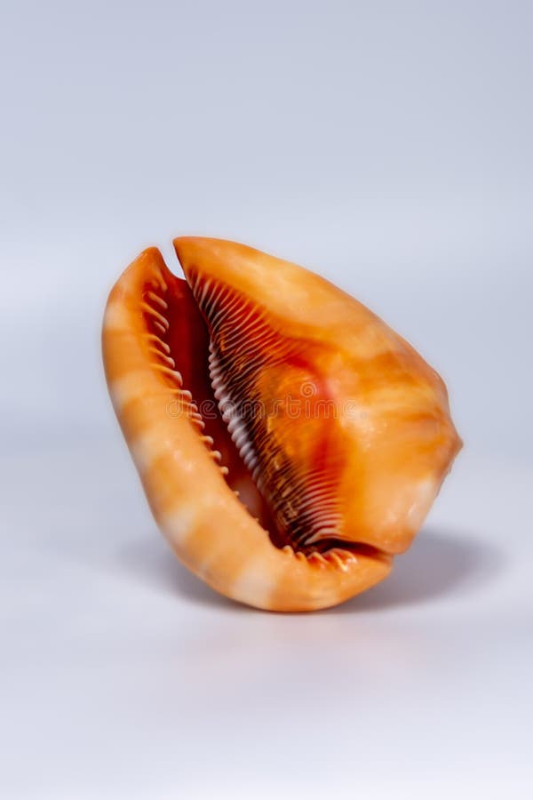 Vertical Closeup Shot of an Orange Seashell in Front of a White ...
