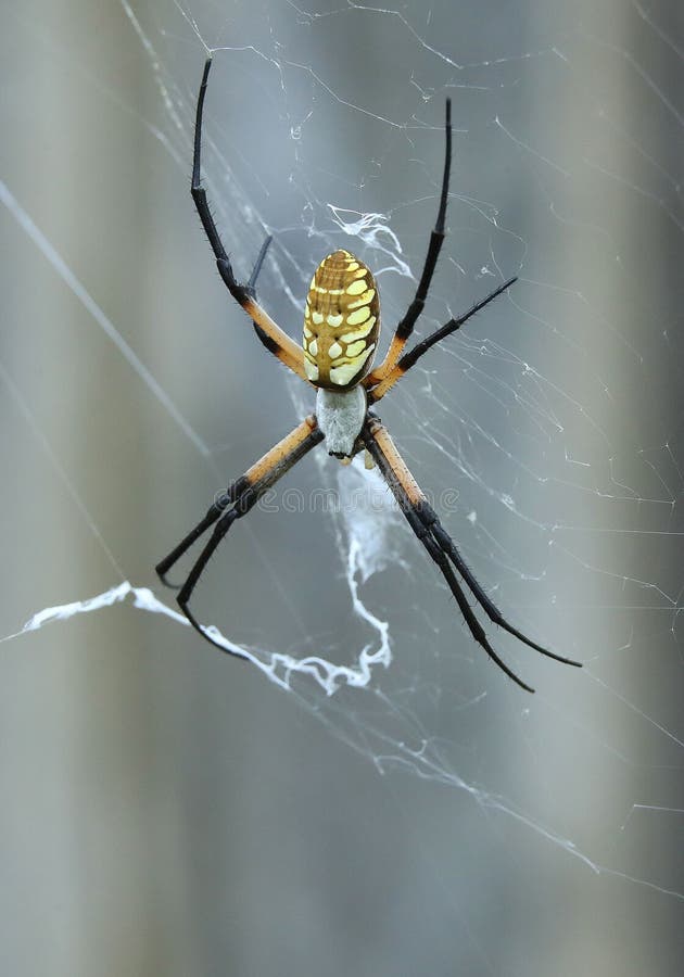 Vertical Closeup Shot of an Orb Weaver Spider Weaving a Web Stock Photo ...