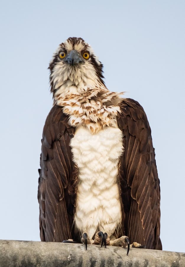 199 Face Osprey Stock Photos - Free & Royalty-Free Stock Photos from ...