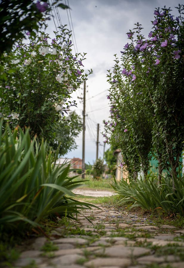Vertical Closeup Shot of a Pathway between a Grass Field Leading To a ...