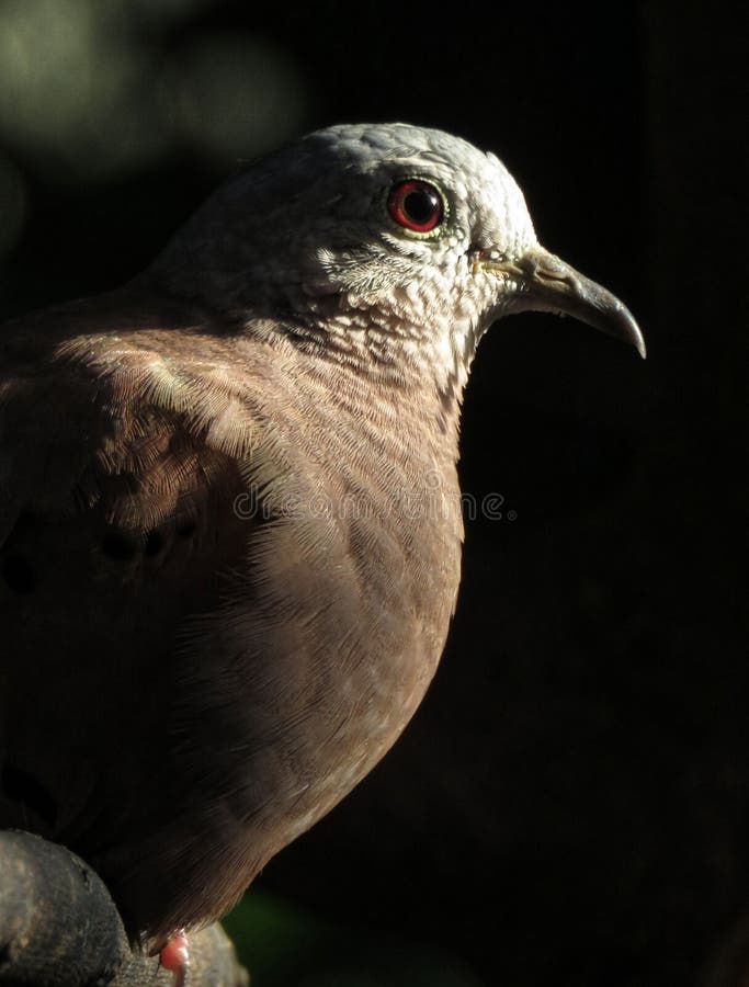 Vertical Shot Pigeon Under Tree Stock Photos - Free & Royalty-Free ...