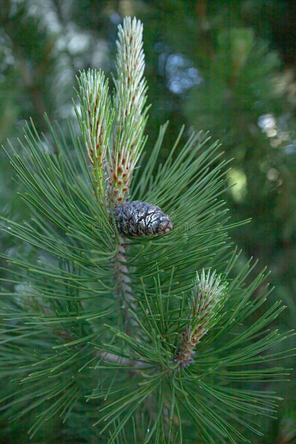 Vertical Closeup Shot of a Pine Cone on a Branch Stock Image - Image of outdoors, evergreen ...