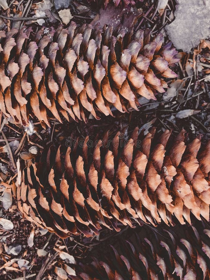 Vertical Closeup Shot of Pinecone Textures Stock Photo - Image of ground, outdoor: 194075608