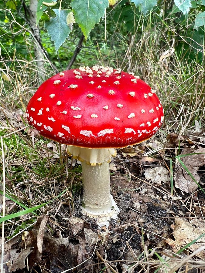 Vertical Closeup Shot of a Poisonous Fly Agaric Mushroom Growing in a ...