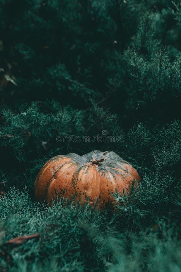 Vertical Closeup Shot of a Pumpkin in a Pine Tree Stock Photo - Image ...