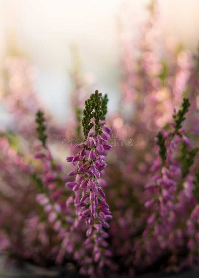 8,880 Purple Heather Flowers Stock Photos - Free & Royalty-Free Stock ...