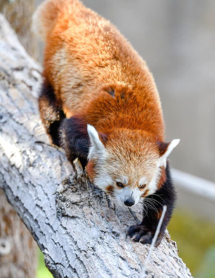 Vertical Closeup Shot of a Rare Species of Red Panda Climbing Down a ...
