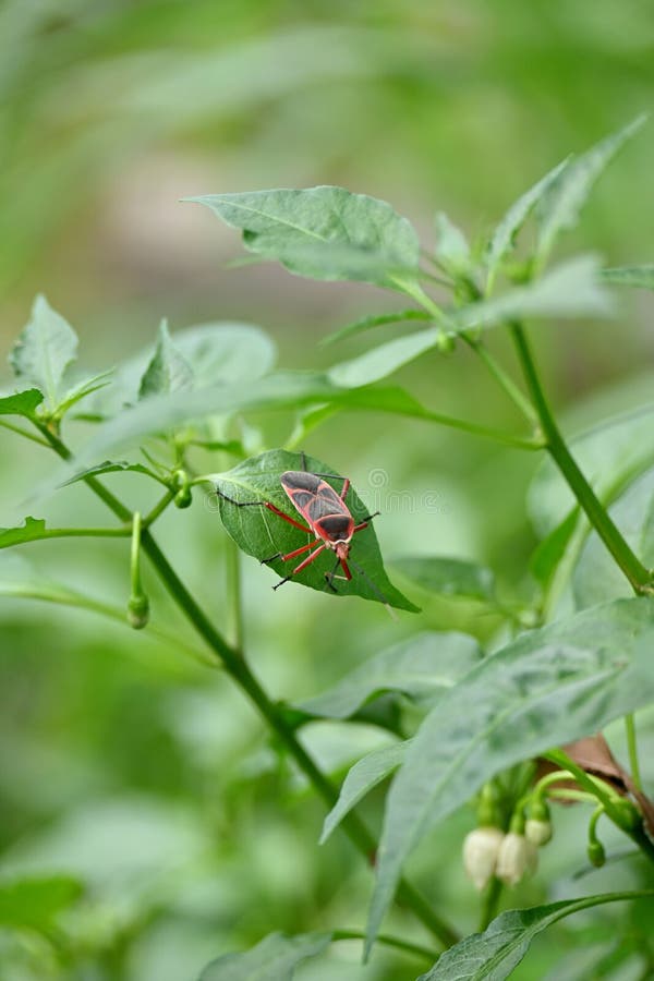 Vertical Closeup Shot of a Red Plant Bug Sitting on a Leave on an ...