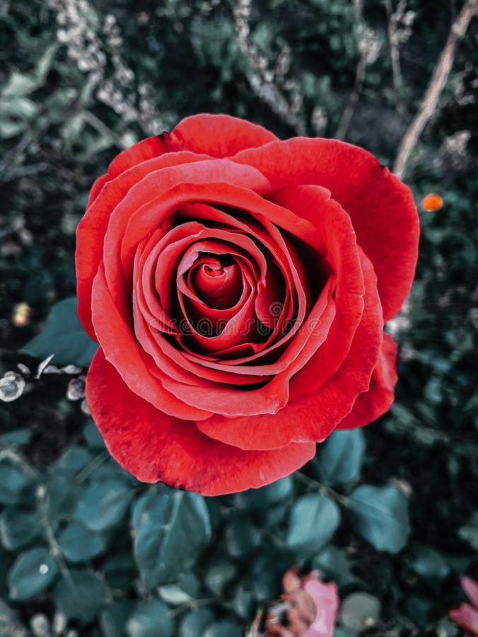 Vertical Closeup Shot of a Red Rose Stock Image - Image of macro, leaf ...