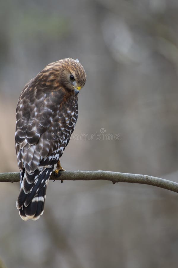 Vertical Closeup Shot of a Red-shouldered Hawk Looking Down on a Branch ...