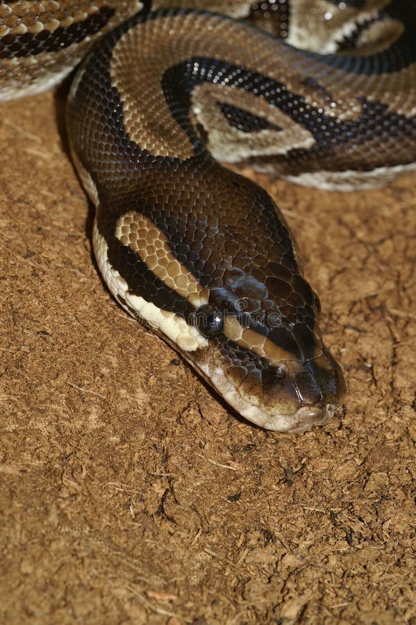Vertical Closeup Shot of a Red-tailed Boa (Boa Constrictor) Crawling on ...