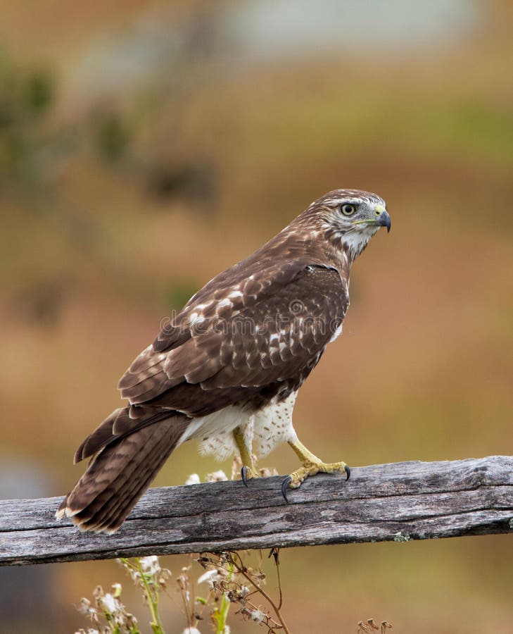 Vertical Closeup Shot of a Red-tailed Hawk on a Branch on a Blurred ...