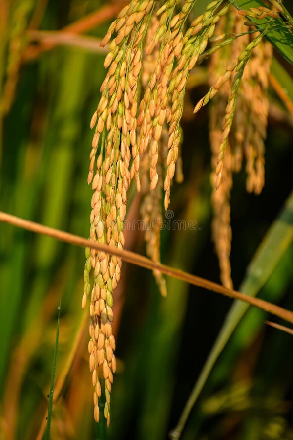 Vertical Closeup Shot of Rice Grain Plant. Stock Photo - Image of ...