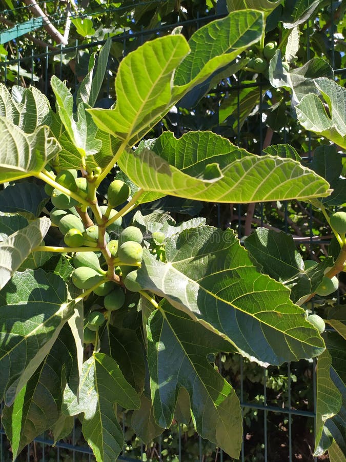 Vertical Closeup Shot of Ripe Green Figs Growing on a Tree Stock Image ...