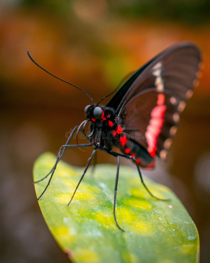Vertical Closeup Shot of a Ruby-spotted Swallowtail Butterfly Standing ...