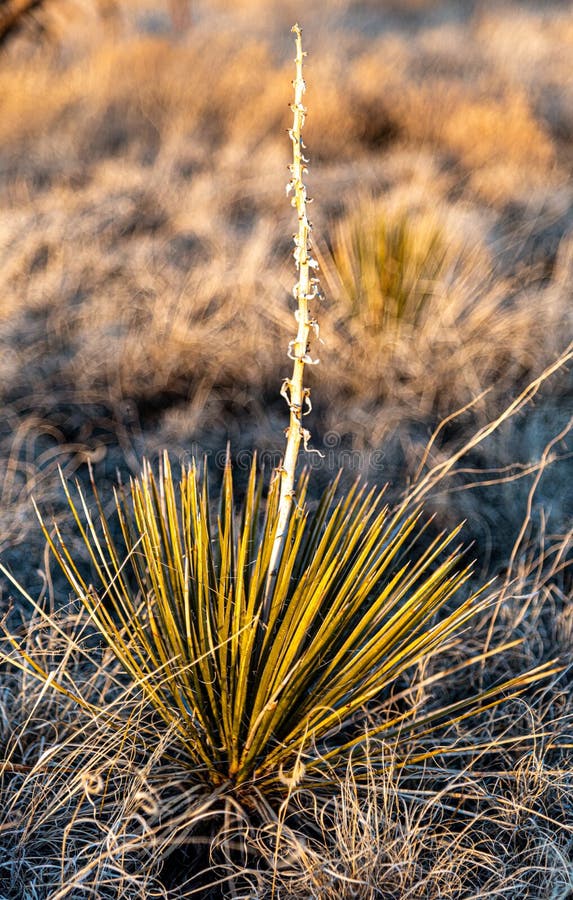 Vertical Closeup Shot of Sharp Grass Branches Growing in the Desert ...