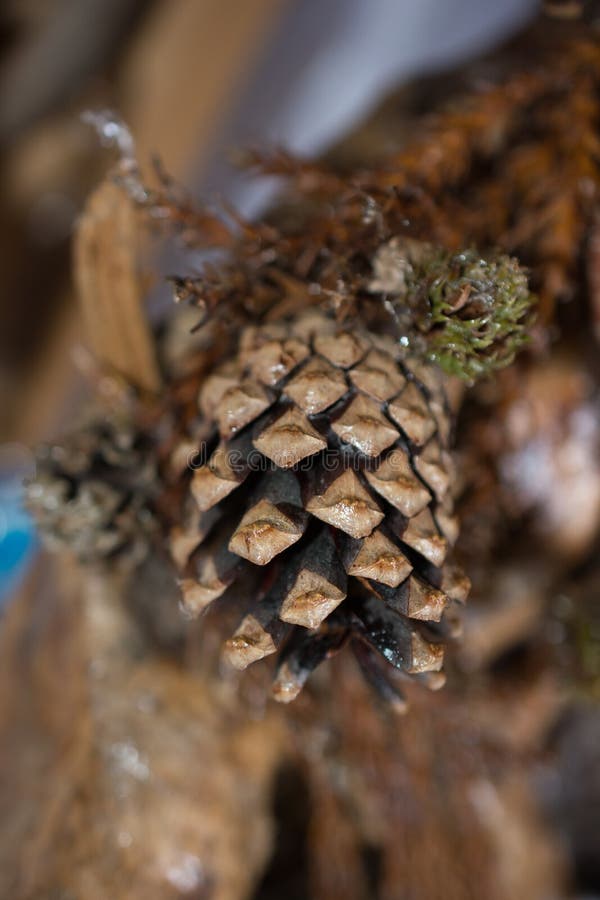 Vertical Closeup Shot of a Single Pine Cone on an Evergreen Tree Stock ...