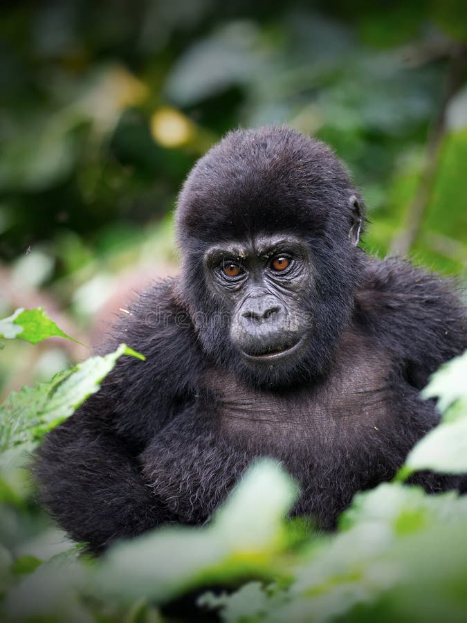 Vertical Closeup Shot of a Small Gorilla on a Field in Uganda Stock ...